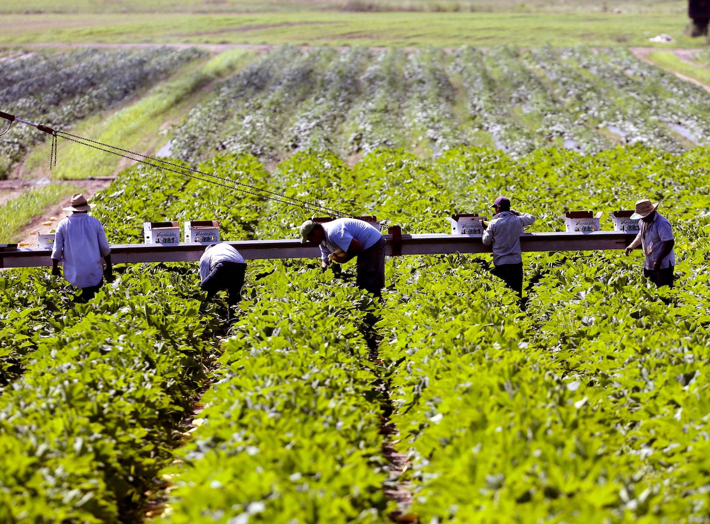Account Holder Overtime Pay For Farmworkers Still In Dispute CSNY account-holder-overtime-pay-for-farmworkers-still-in-dispute-csny